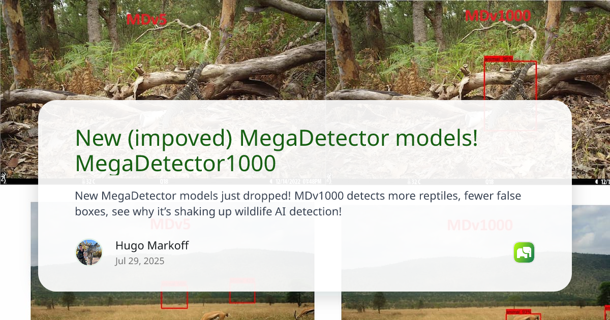 New (impoved) MegaDetector models! MegaDetector1000